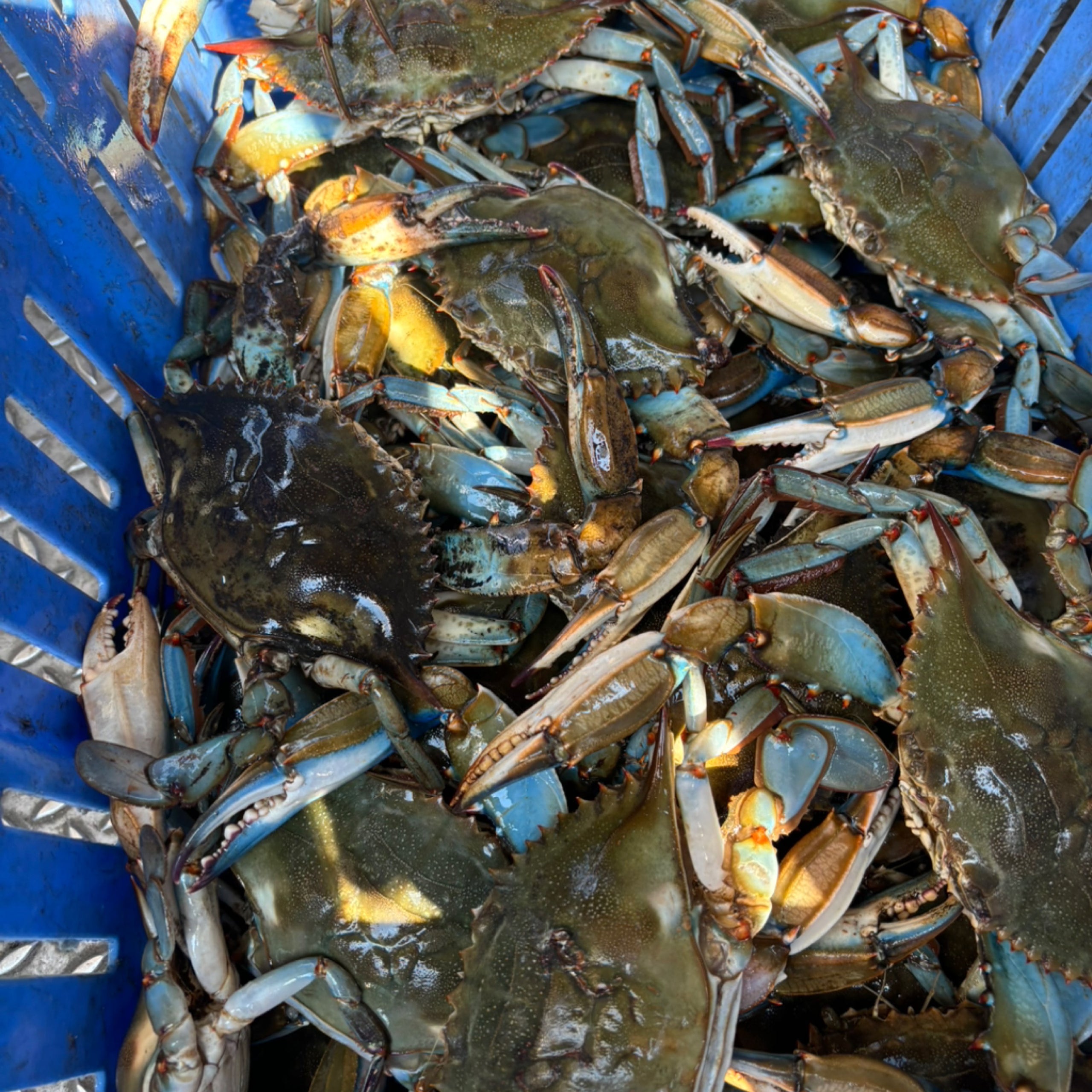 LIVE #2's Dozen Blue Crabs | Texas Crawfish Company
